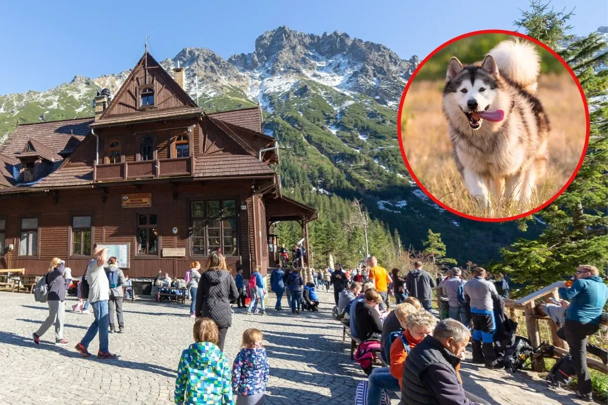 Tatry z psem - Gdzie wolno i jak zaplanować spacer?